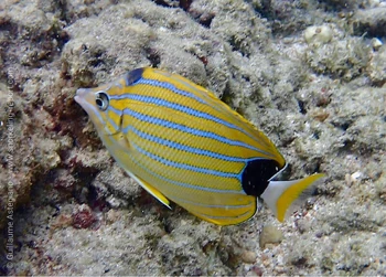 Bluestripe Butterflyfish | NatureRules1 Wiki | Fandom