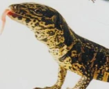 Gold Tegu | NatureRules1 Wiki | Fandom