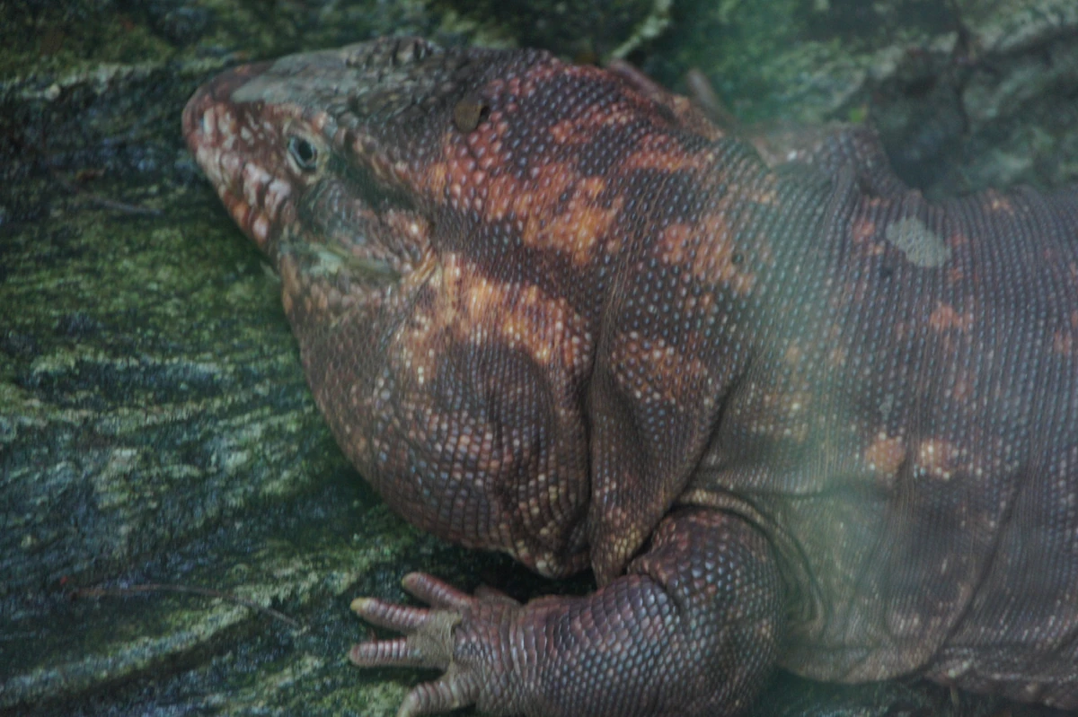 Red Tegu | NatureRules1 Wiki | Fandom