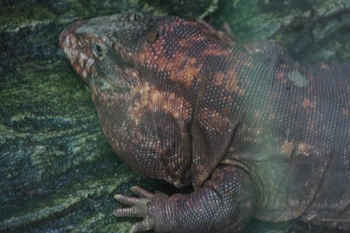 Red Tegu | NatureRules1 Wiki | Fandom