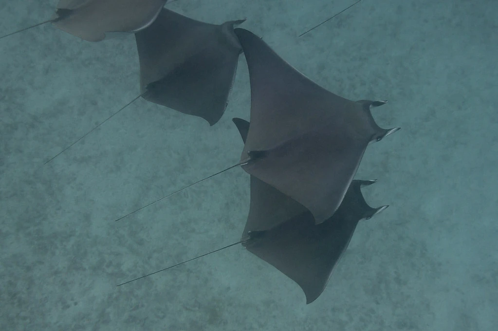 Shortfin Devil Ray | NatureRules1 Wiki | Fandom