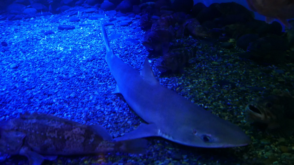 Shortnose Spurdog | NatureRules1 Wiki | Fandom