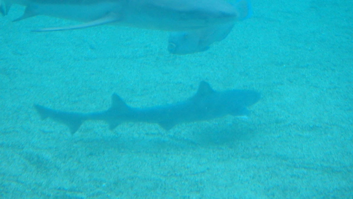 Starspotted Smooth-hound | NatureRules1 Wiki | Fandom