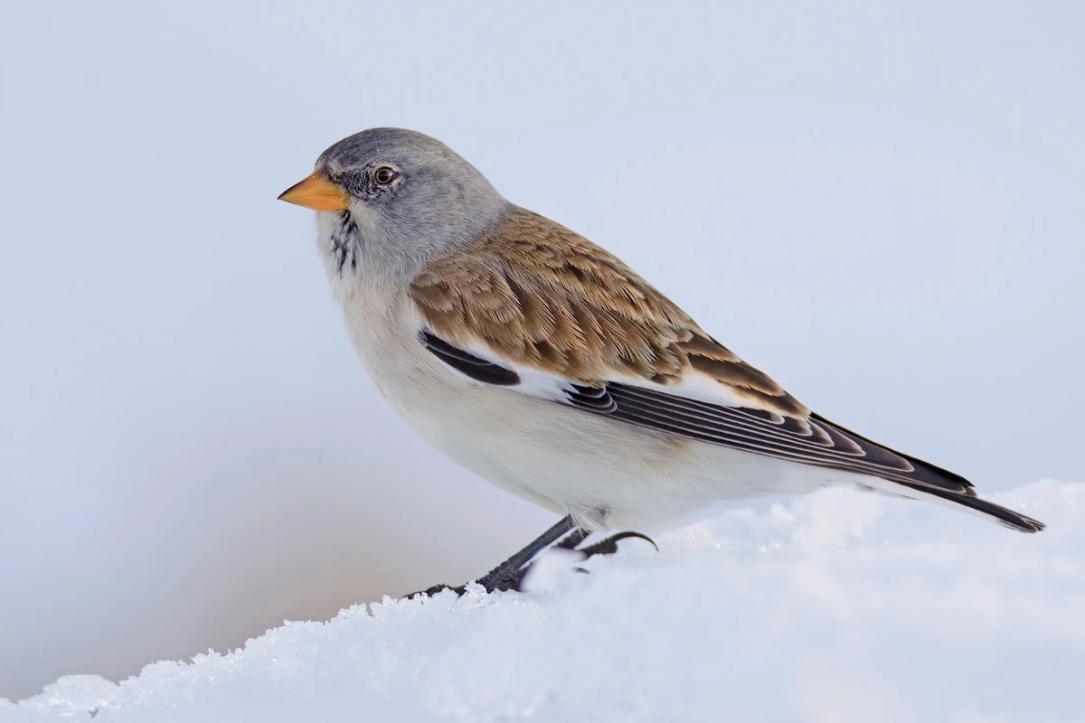White-winged Snowfinch | NatureRules1 Wiki | Fandom