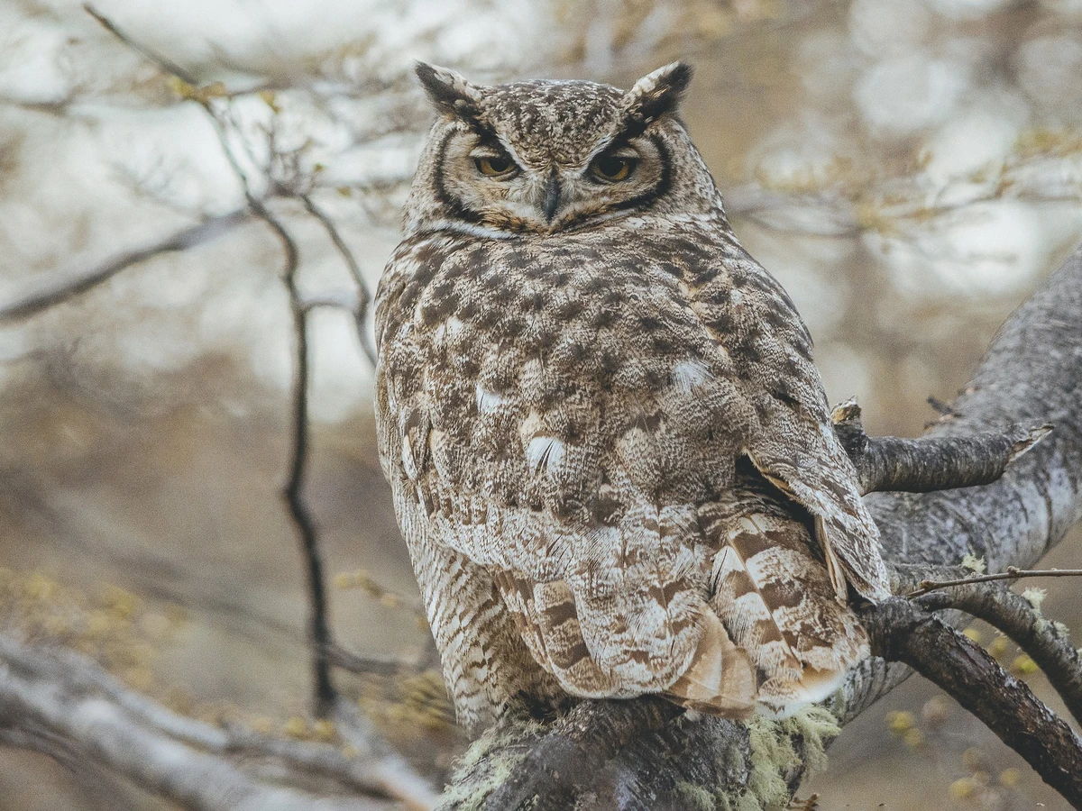 Lesser Horned Owl | NatureRules1 Wiki | Fandom