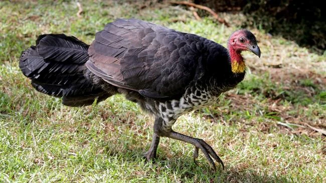 Australian Brushturkey | NatureRules1 Wiki | Fandom