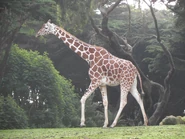 Reticulated Giraffe | NatureRules1 Wiki | Fandom