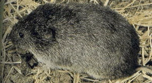 Prairie Vole | NatureRules1 Wiki | Fandom