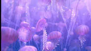 List of Species in Finding Nemo | NatureRules1 Wiki | Fandom