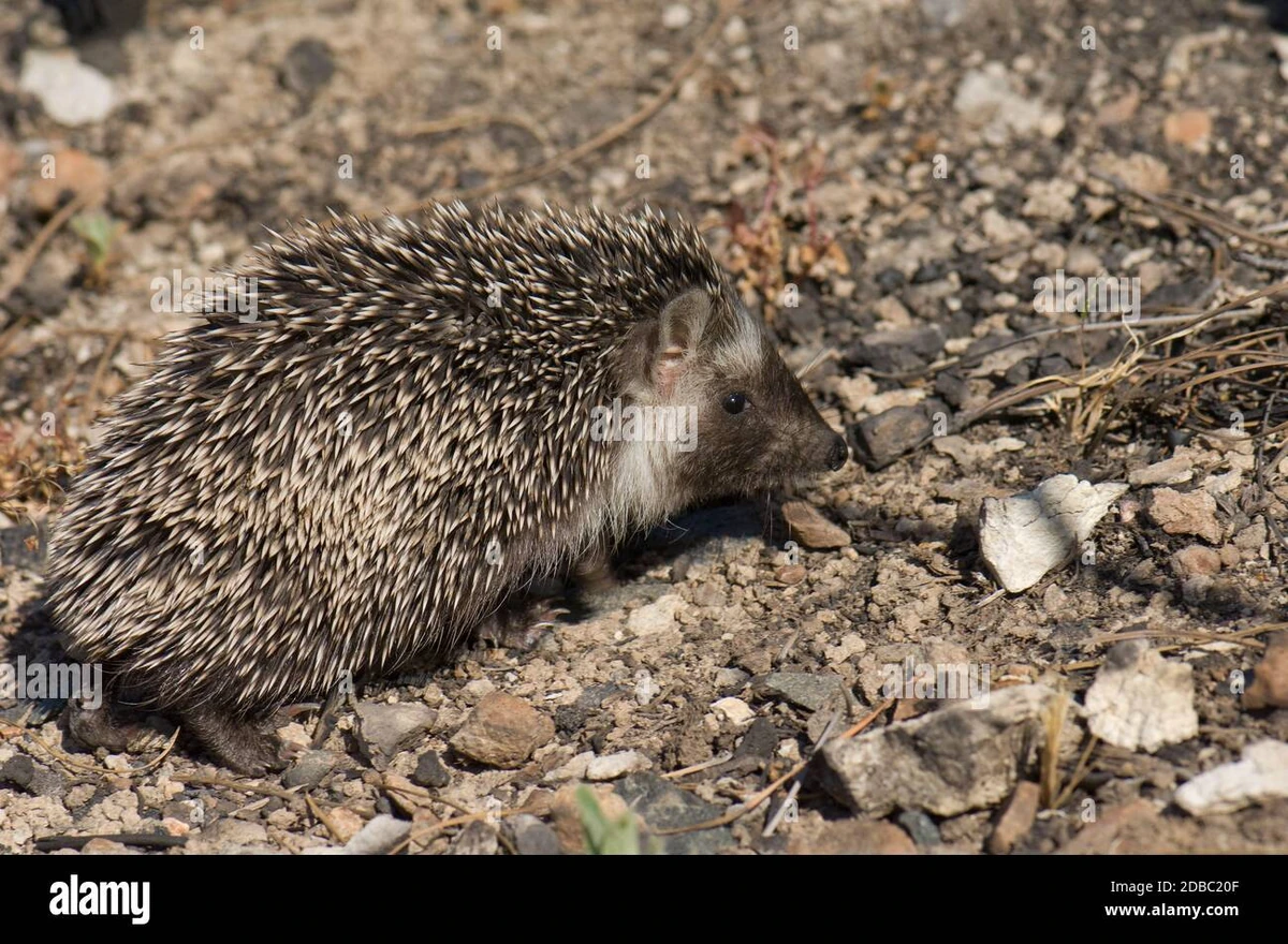 North African Hedgehog | NatureRules1 Wiki | Fandom