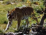 Bengal Tiger | NatureRules1 Wiki | Fandom