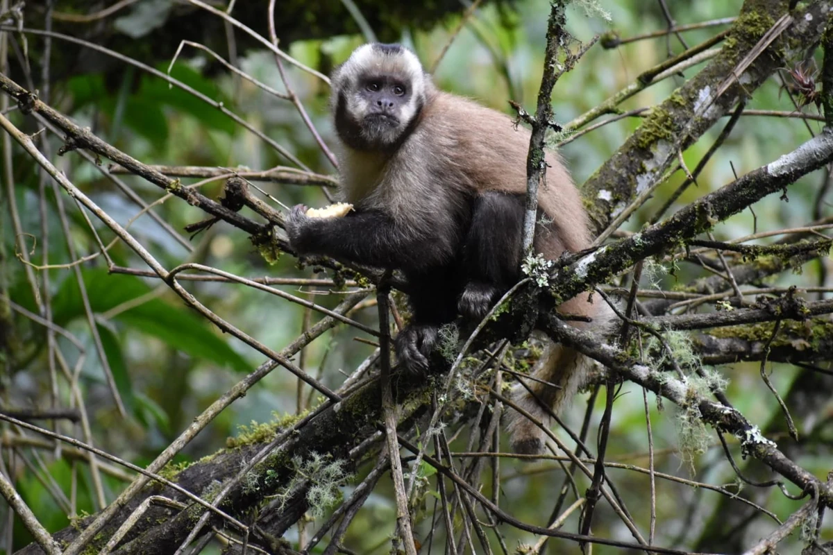 Large-headed Capuchin | NatureRules1 Wiki | Fandom
