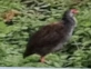 Handsome Spurfowl | NatureRules1 Wiki | Fandom