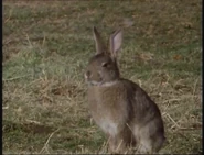 List of Species in Eyewitness | NatureRules1 Wiki | Fandom