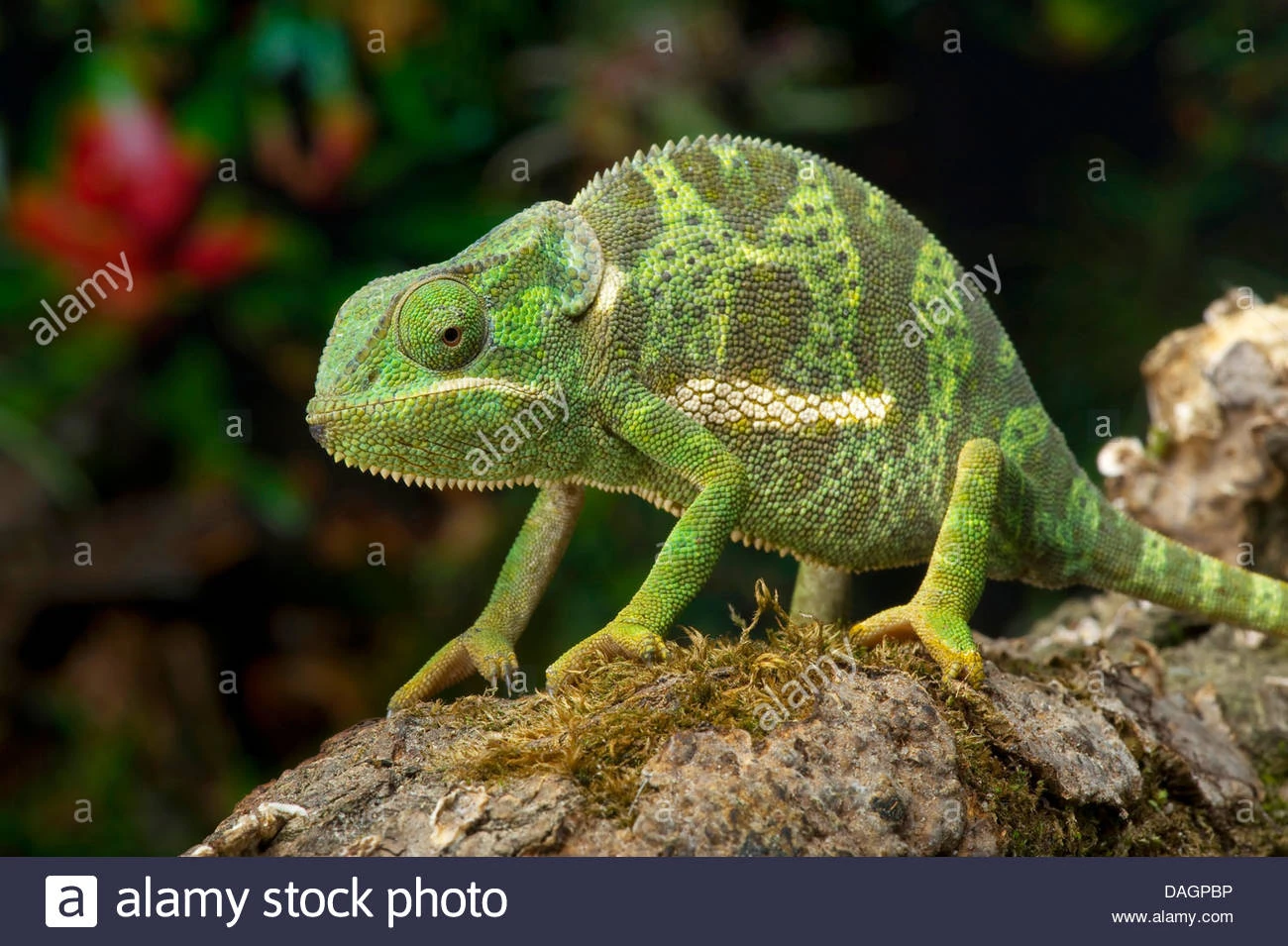 Flap-necked Chameleon | NatureRules1 Wiki | Fandom