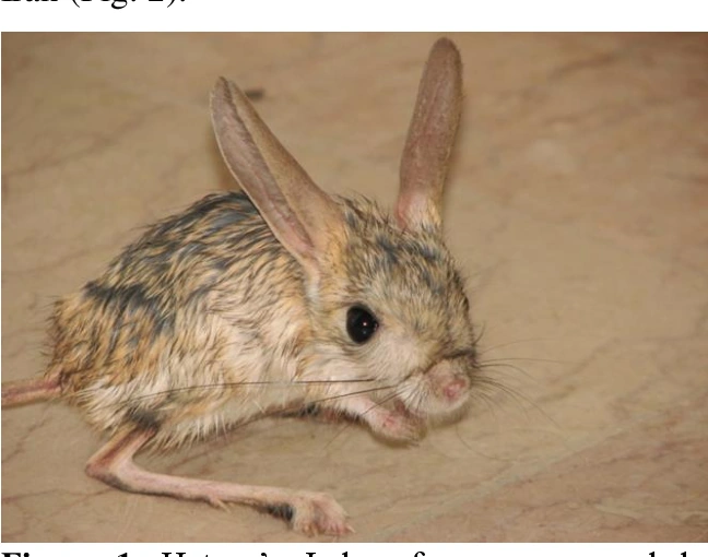 Hotson's Jerboa | NatureRules1 Wiki | Fandom
