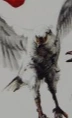 Snowy Sheathbill | NatureRules1 Wiki | Fandom