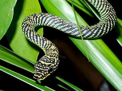 Paradise Tree Snake | NatureRules1 Wiki | Fandom