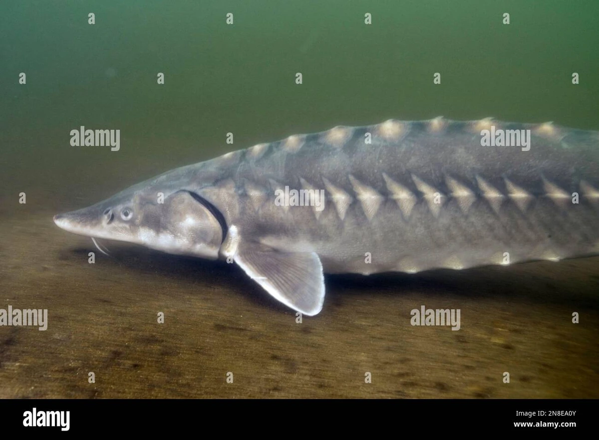 Shortnose Sturgeon | NatureRules1 Wiki | Fandom