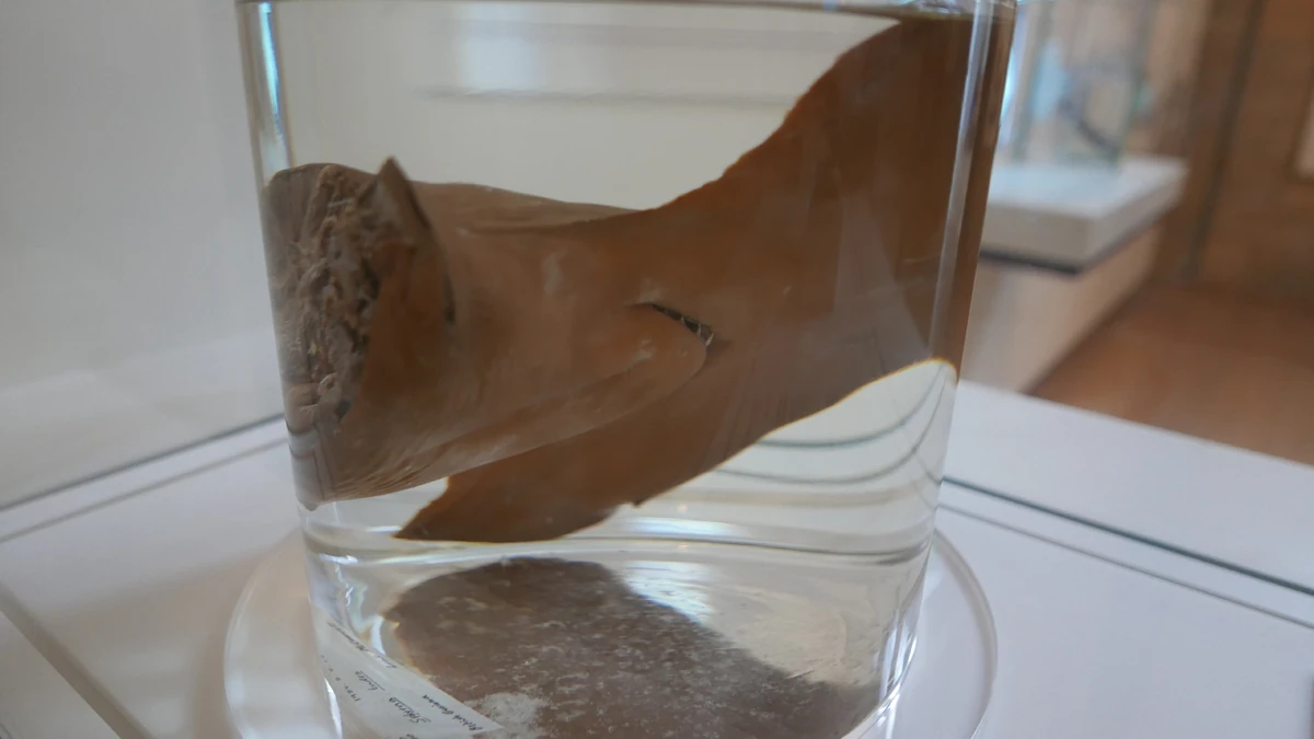 Smooth Hammerhead | NatureRules1 Wiki | Fandom