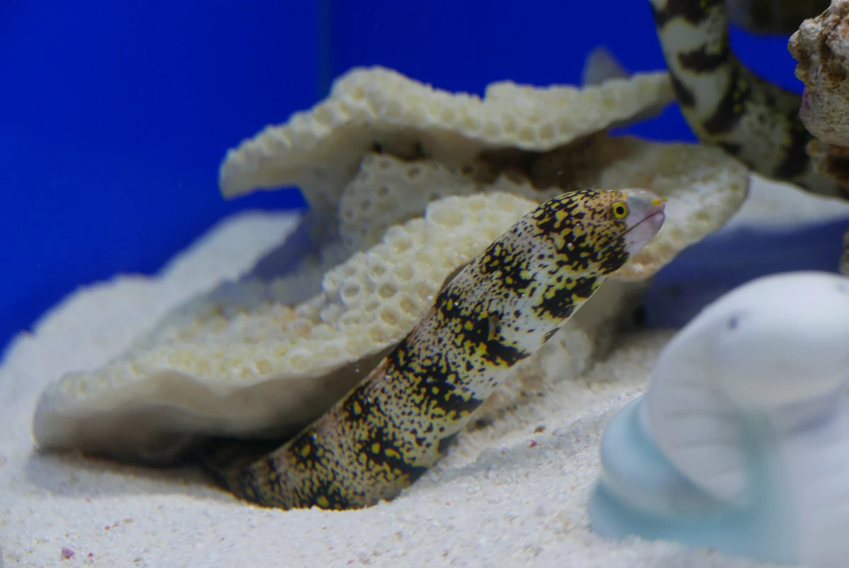 Snowflake Moray | NatureRules1 Wiki | Fandom