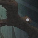 Bat Hawk | NatureRules1 Wiki | Fandom