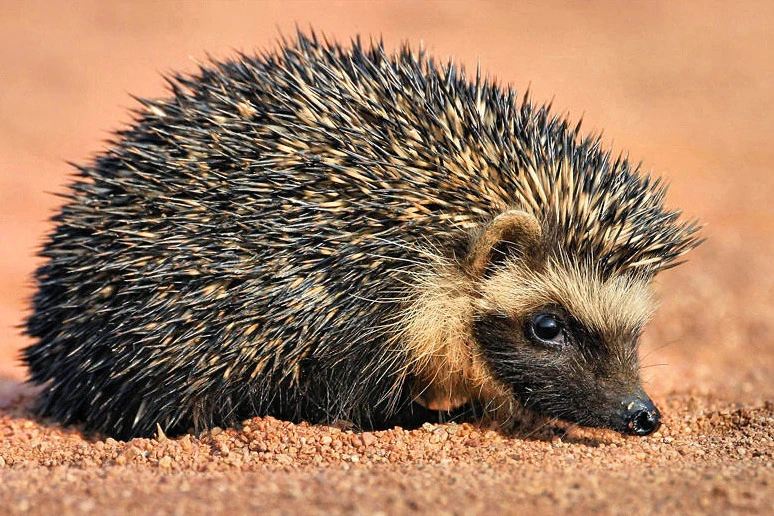 Southern African Hedgehog | NatureRules1 Wiki | Fandom