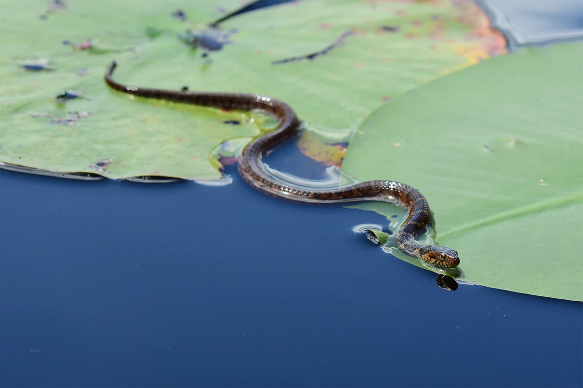 Banded Water Snake | NatureRules1 Wiki | Fandom