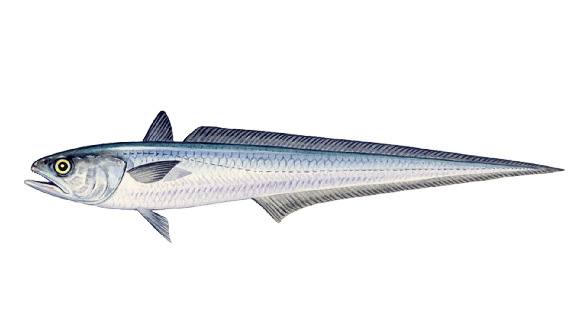 What Are Grenadier Fish