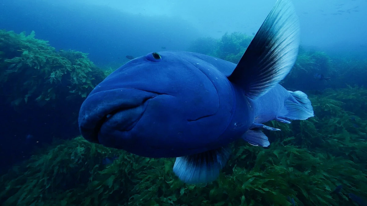 Blue Groper | NatureRules1 Wiki | Fandom