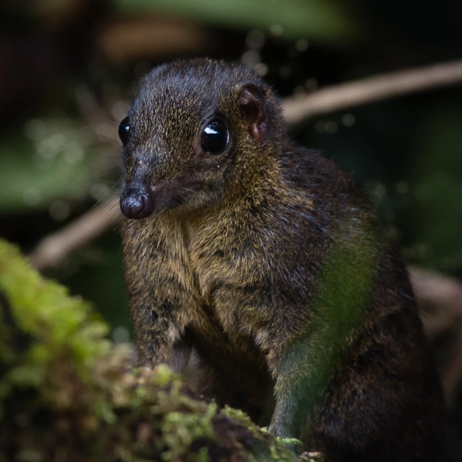 Mountain Treeshrew | NatureRules1 Wiki | Fandom