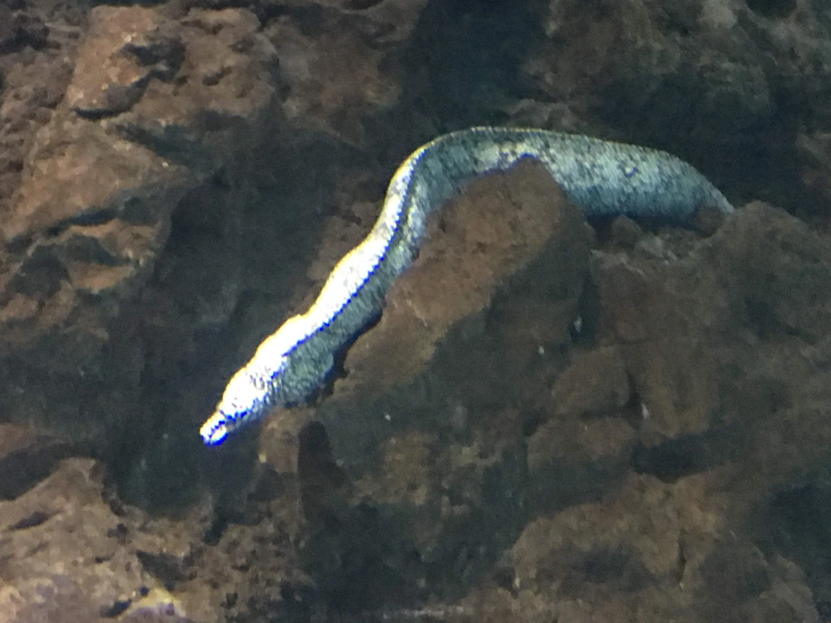 Dragon Moray Eel | NatureRules1 Wiki | Fandom