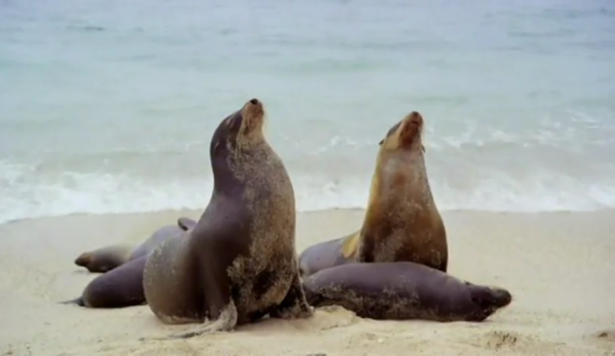 Galápagos Islands | NatureRules1 Wiki | Fandom