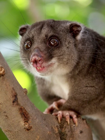 Ground Cuscus | NatureRules1 Wiki | Fandom