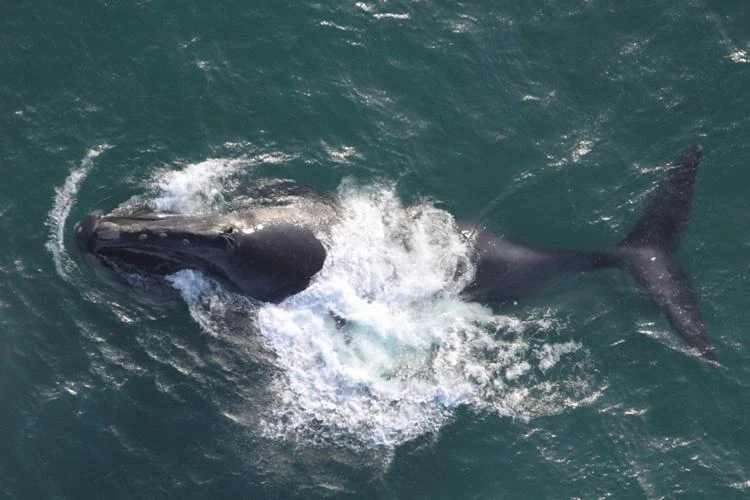 North Pacific Right Whale | NatureRules1 Wiki | Fandom