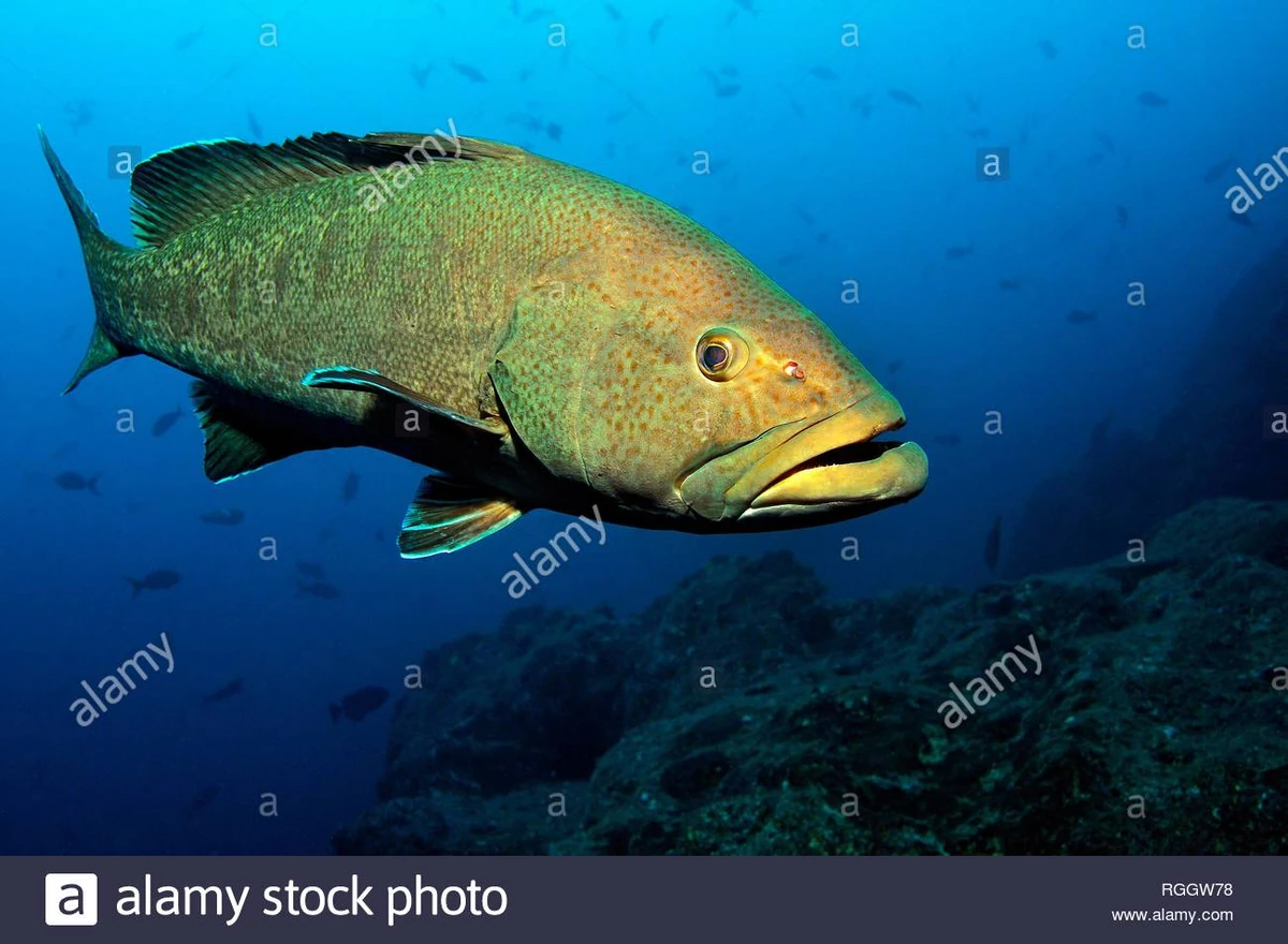 Pacific Goliath Grouper | NatureRules1 Wiki | Fandom