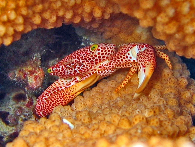 Trapezia Crab | NatureRules1 Wiki | Fandom