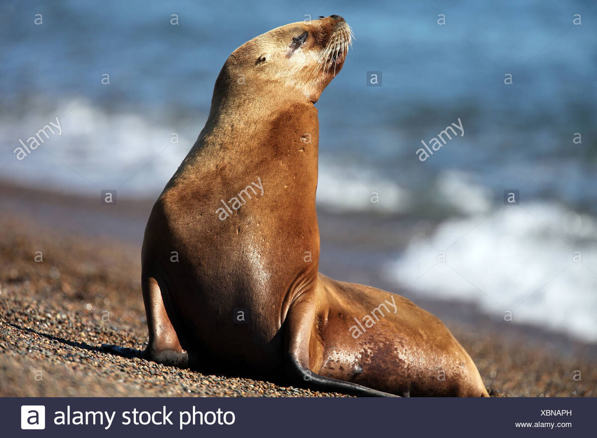 South American Sea Lion | NatureRules1 Wiki | Fandom