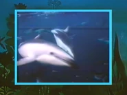 Dusky Dolphin | NatureRules1 Wiki | Fandom