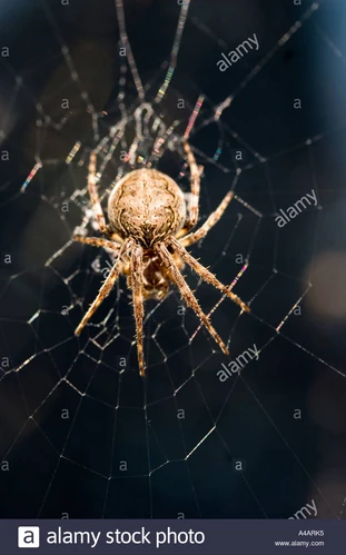Barn Spider | NatureRules1 Wiki | Fandom