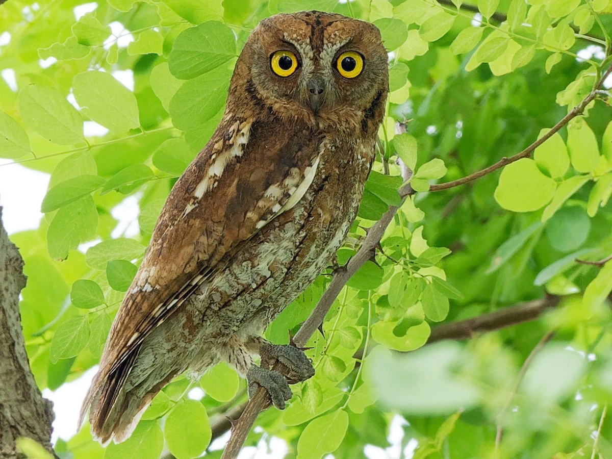 Oriental Scops Owl | NatureRules1 Wiki | Fandom
