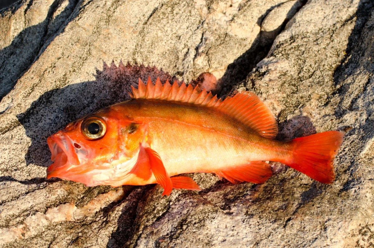 Beaked Redfish | NatureRules1 Wiki | Fandom