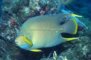 Bermuda Blue Angelfish | NatureRules1 Wiki | Fandom