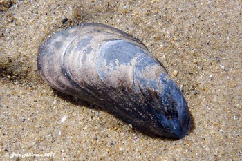 Blue Mussel | NatureRules1 Wiki | Fandom