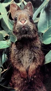 Marsh Rabbit | NatureRules1 Wiki | Fandom