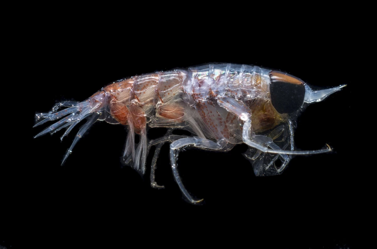 Hyperia Macrocephala | NatureRules1 Wiki | Fandom