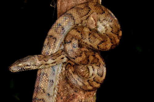 Puerto Rican boa | NatureRules1 Wiki | Fandom
