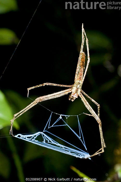 Net-casting Spider | NatureRules1 Wiki | Fandom
