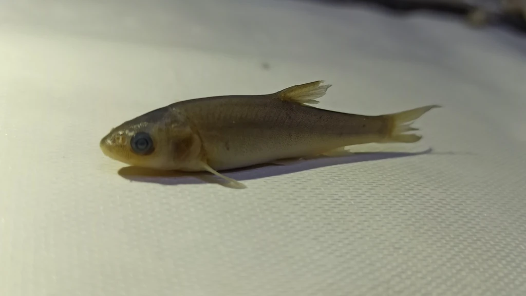 Balkhash Marinka | NatureRules1 Wiki | Fandom