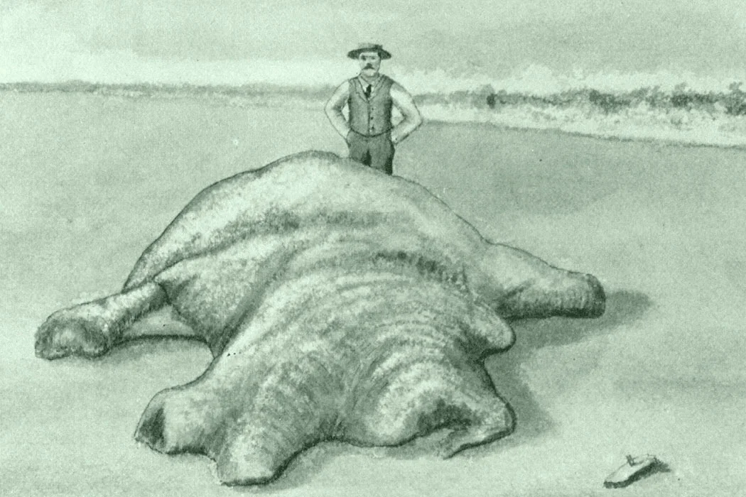 Bermuda Blob | NatureRules1 Wiki | Fandom